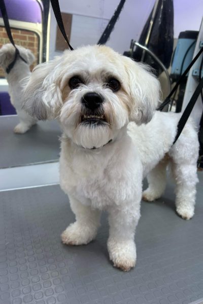 Dog Grooming Cheshire | Nantwich | Crewe | Doggy Style Cheshire